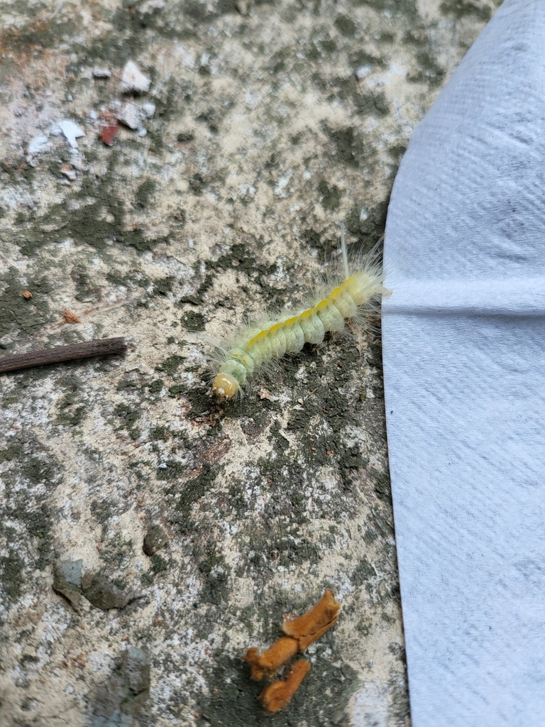 Fall Webworm Moth from 91612 Ver., Mexico on May 20, 2022 at 01:52 PM ...