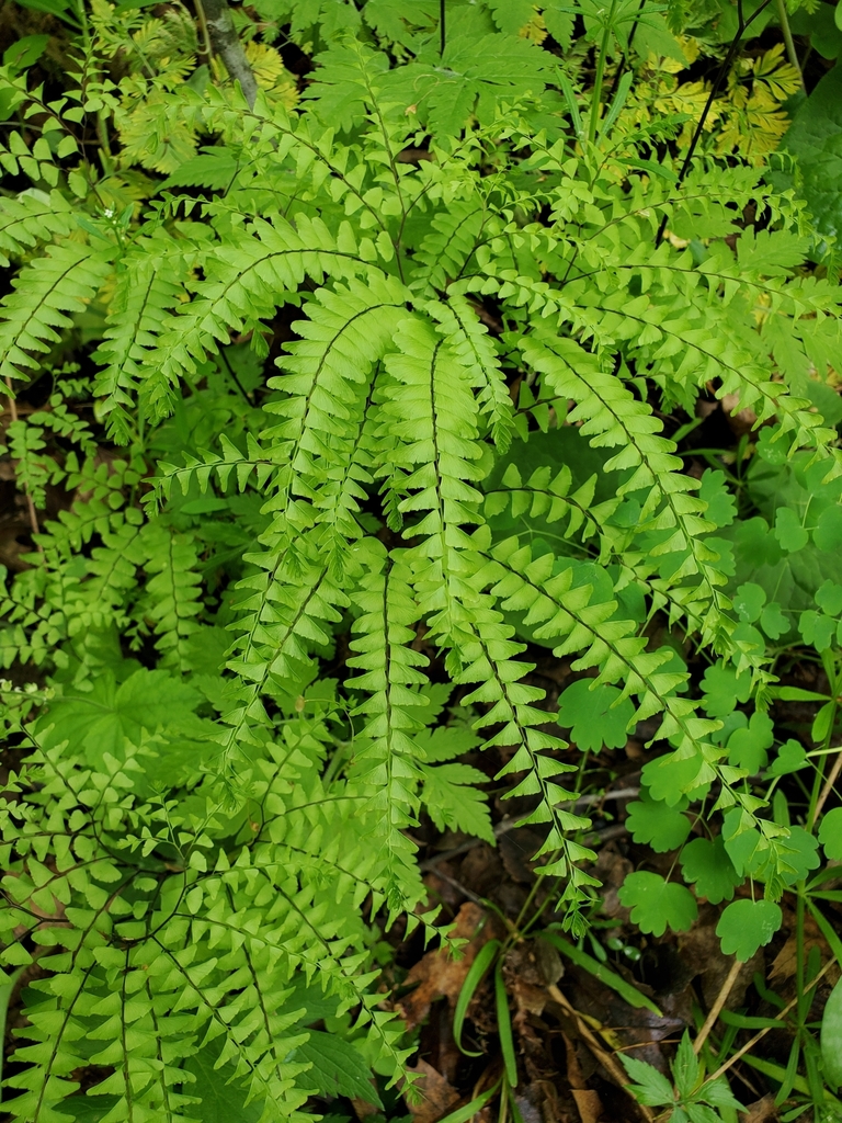 northern maidenhair fern from Vasa Township, MN, USA on May 20, 2022 at ...