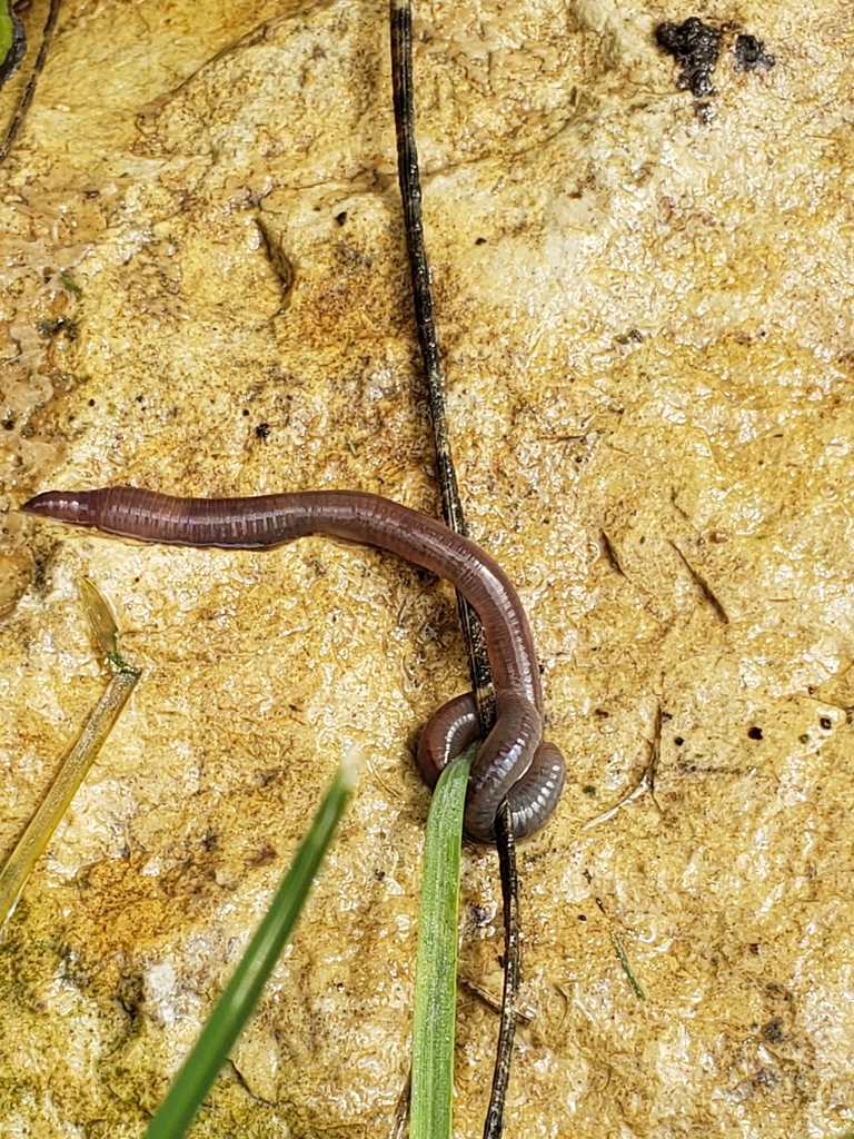 Common Earthworm from Dodge Center, MN 55927, USA on May 20, 2022 at 03:36 PM by Okeefe ...