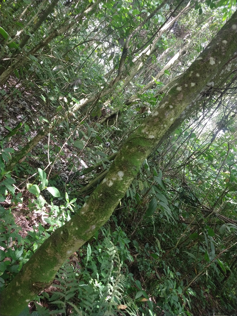 vascular plants from Bajos de Haina, DO-CR, DO on May 20, 2022 at 10:50 ...