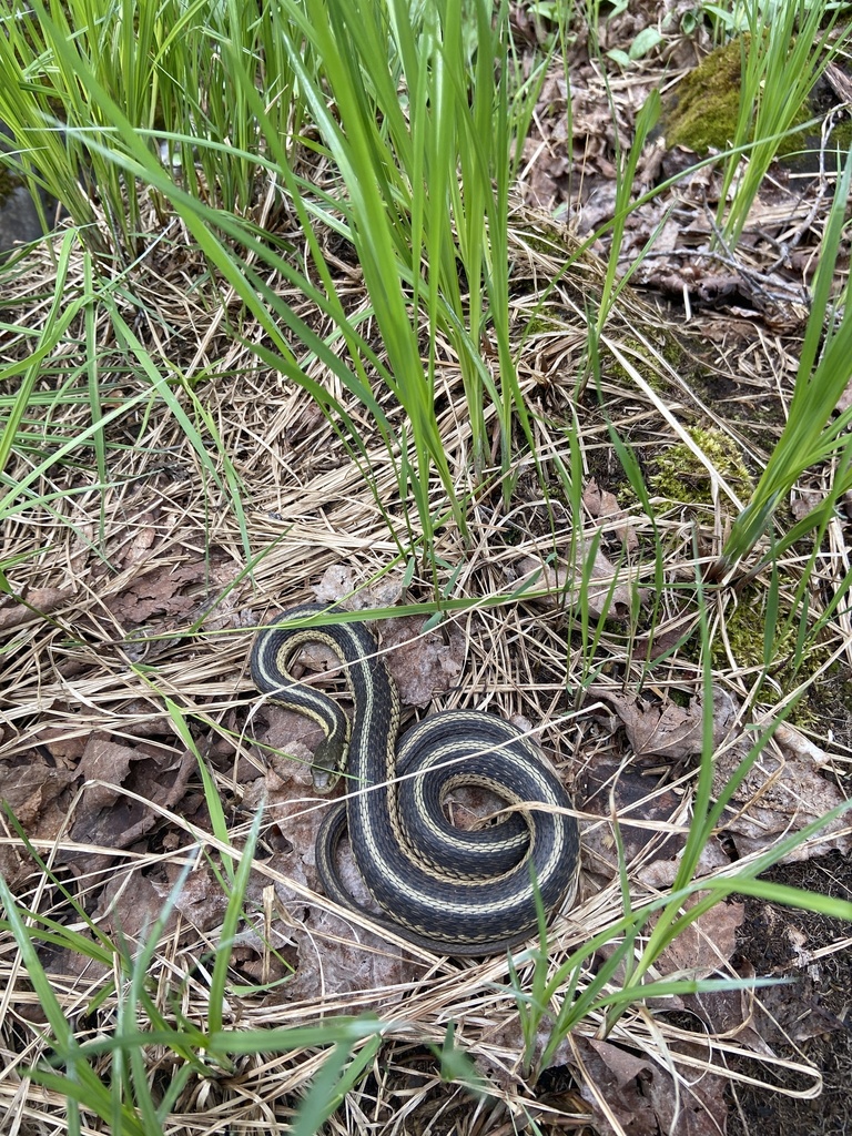 Common Garter Snake from US-41, Covington, MI, US on May 20, 2022 at 05 ...