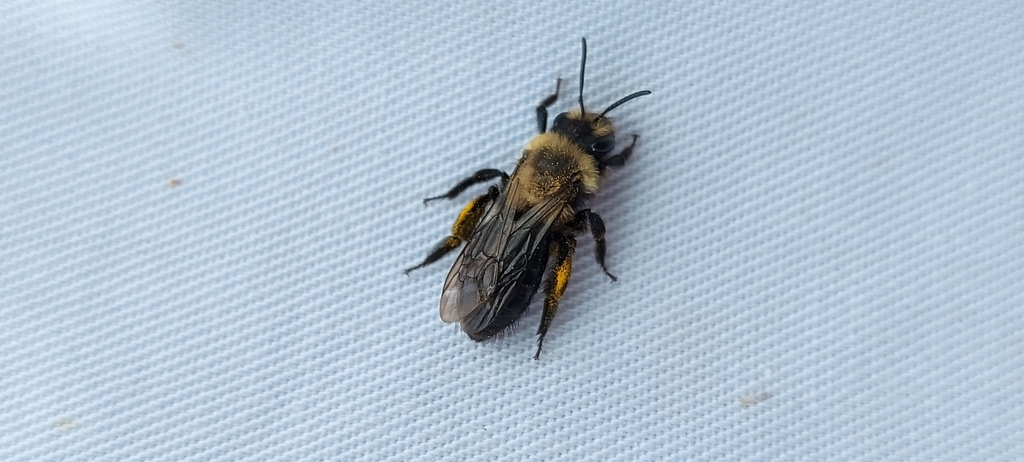 Carlin's Mining Bee from Pugwash Junction, NS B0K 1M0, Canada on May 18 ...