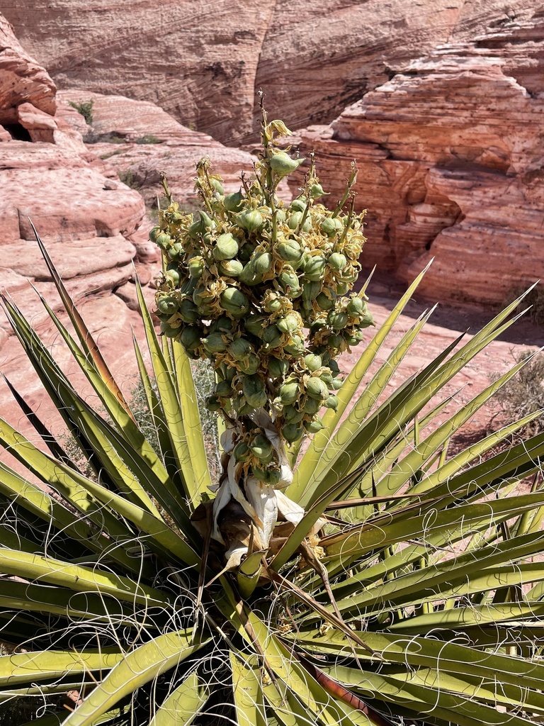 Mojave Yucca from Red Rock Canyon National Conservation Area, Las Vegas ...