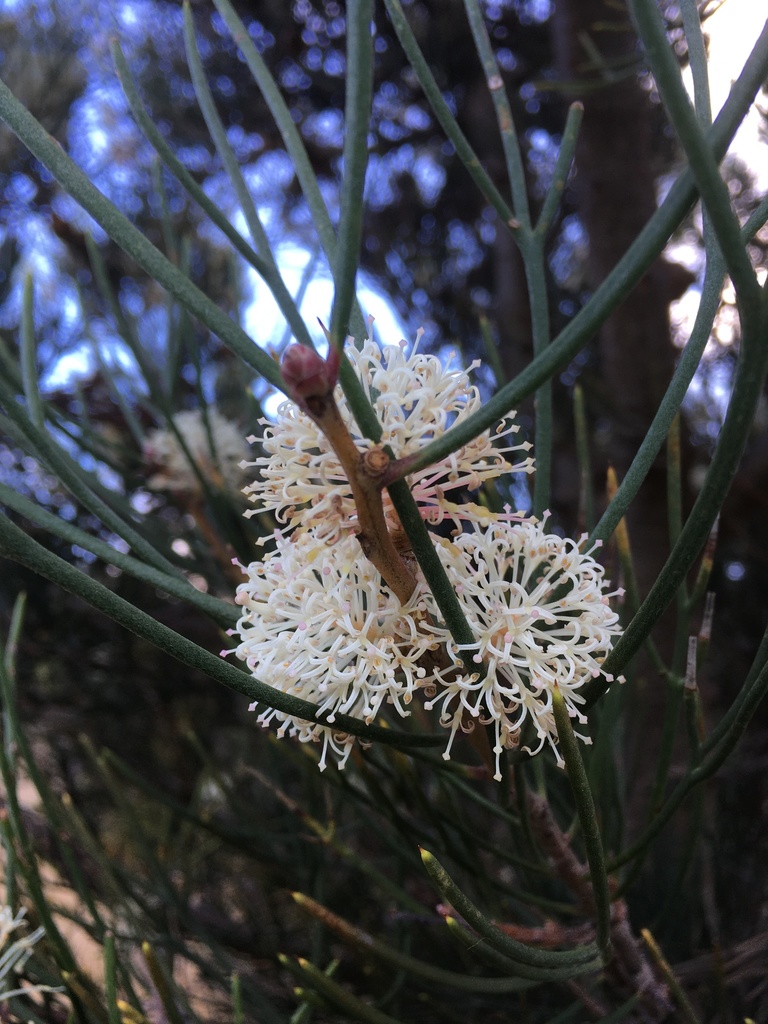 Sweet Hakea from Tasmania, Woodbridge, TAS, AU on May 21, 2022 at 11:29 ...