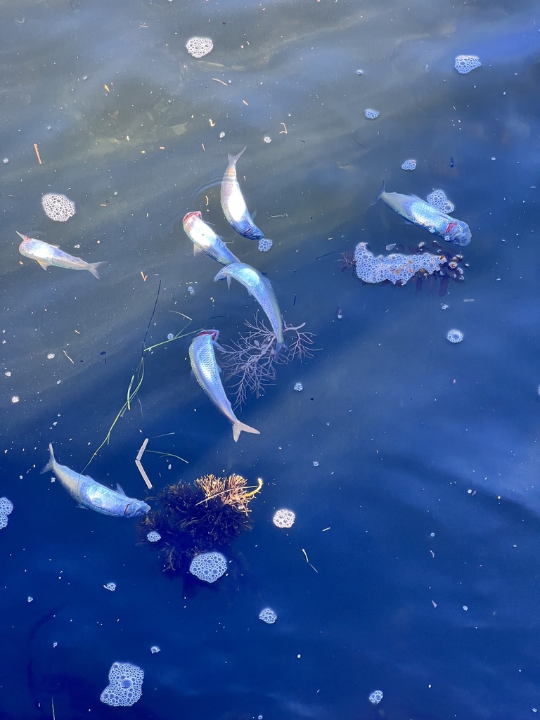 Pacific Sardine from Tasmania, Opossum Bay, TAS, AU on May 21, 2022 at ...