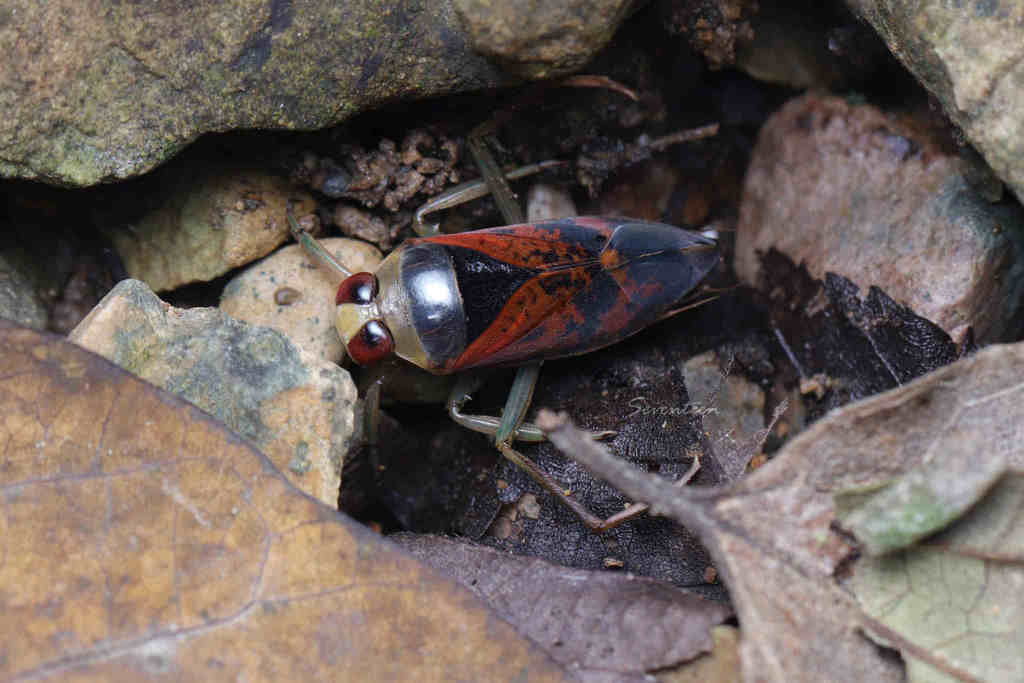 Notonecta montandoni from 中国江苏省南京市玄武区 on October 24, 2020 at 09:19 AM ...