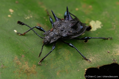 Cacodaemon armatus · iNaturalist
