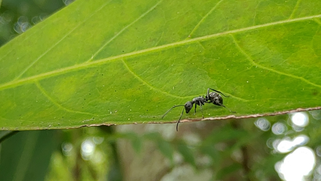 Rich Spiny Sugar ant from 407台灣台中市西屯區林厝里 on May 21, 2022 at 11:33 AM by ...