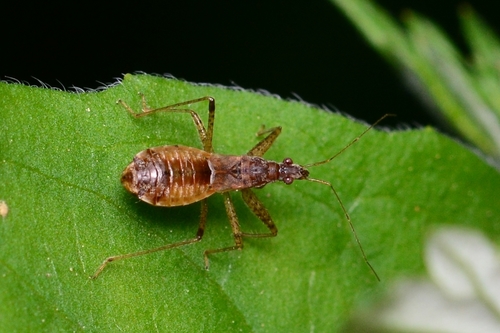 Nabis apicalis · iNaturalist