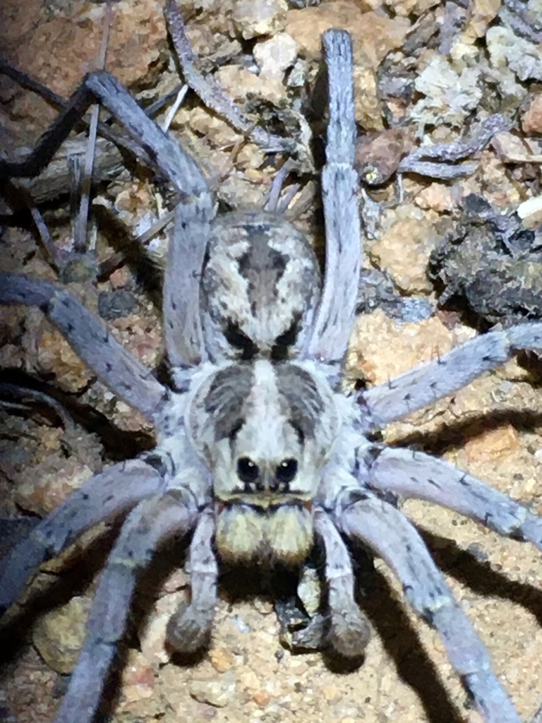 Carolina Wolf Spider from N Tula Ln, Tucson, AZ, US on May 20, 2022 at ...