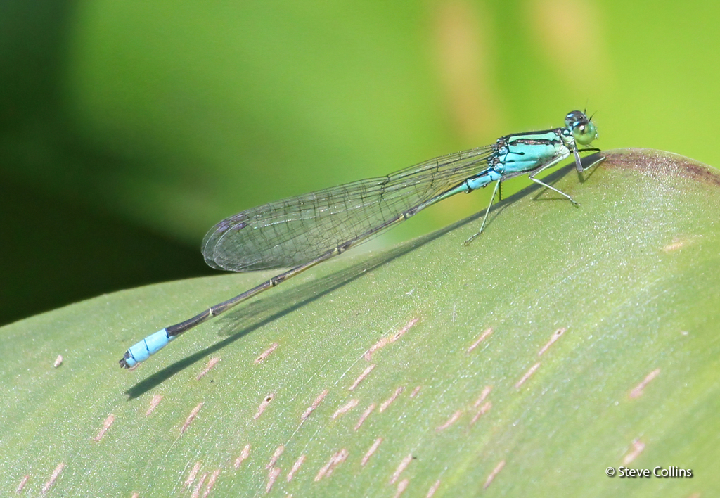 Bluetail Sprite from Kisumu, Kenya on August 09, 2015 at 03:48 AM by ...