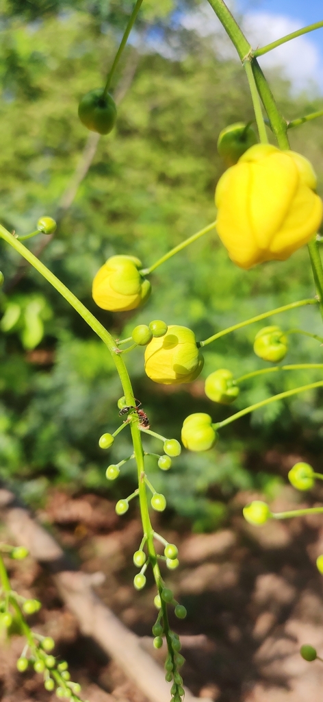 Arboreal Bicolored Slender Ant from SAC Road on May 19, 2022 at 07:47 ...