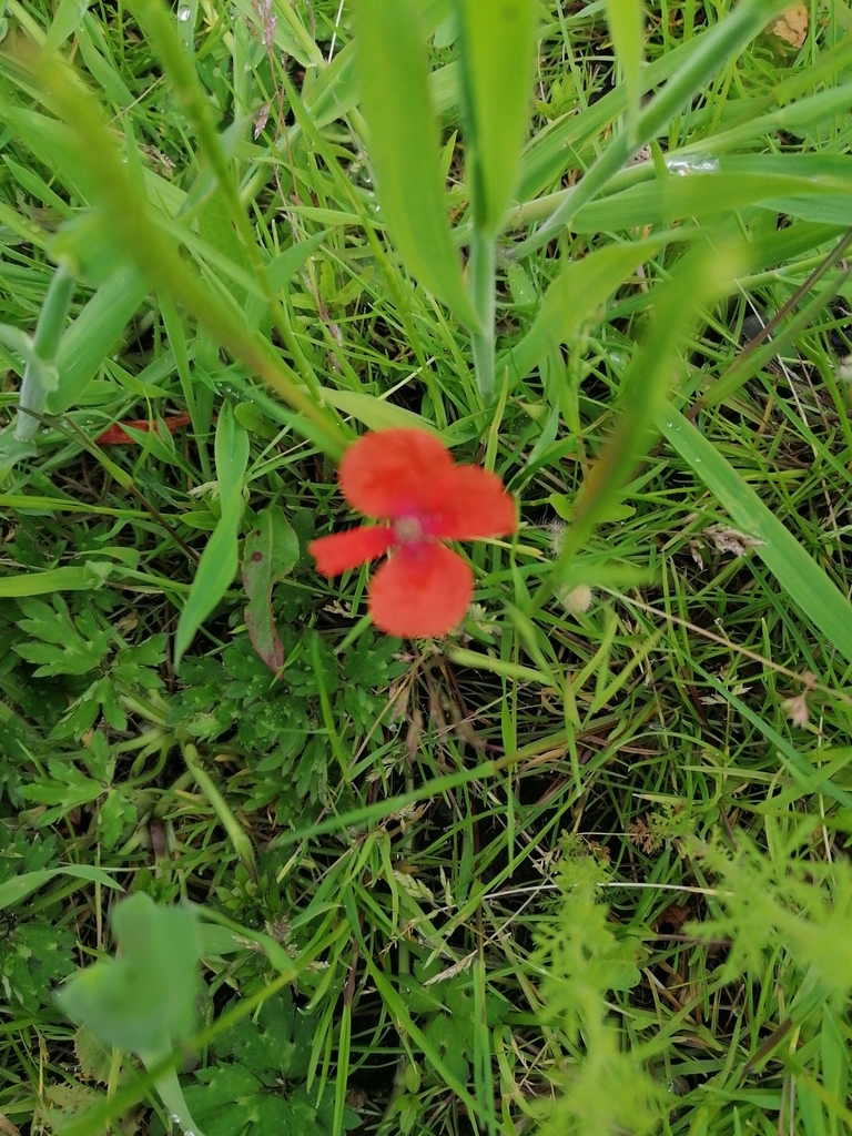 Long-headed poppy from Failsworth, UK on May 21, 2022 at 11:50 AM by ...