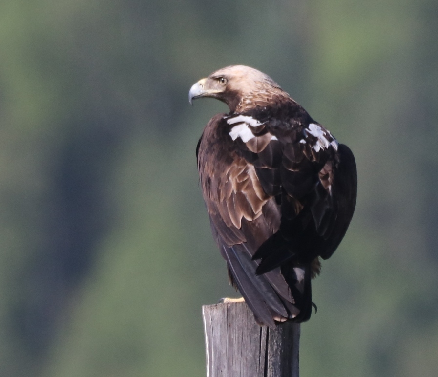 Imperial Eagle in May 2022 by Денис Жбир · iNaturalist