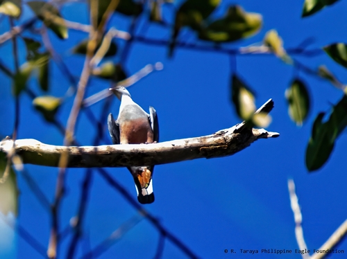 Spotted Imperial Pigeon (Ducula carola) · iNaturalist United Kingdom
