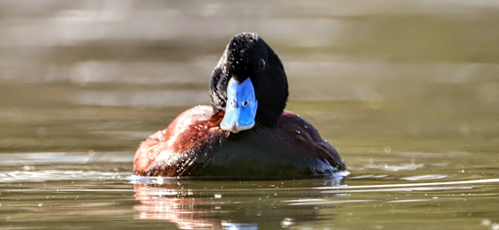 Blue-billed Duck from Isabella Plains ACT 2905, Australia on May 21 ...