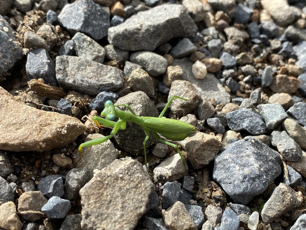 South African Mantis from Table Mountain National Park, Cape Town, WC ...