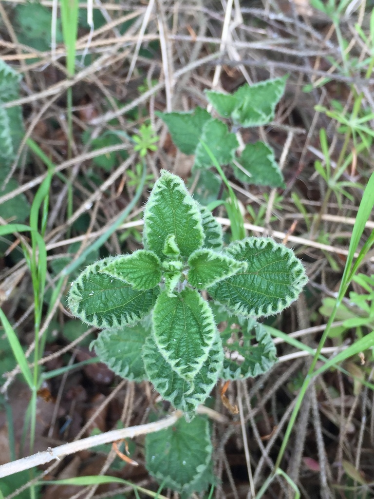 great stinging nettle from Lanchester Valley Walk, Durham, England, GB ...