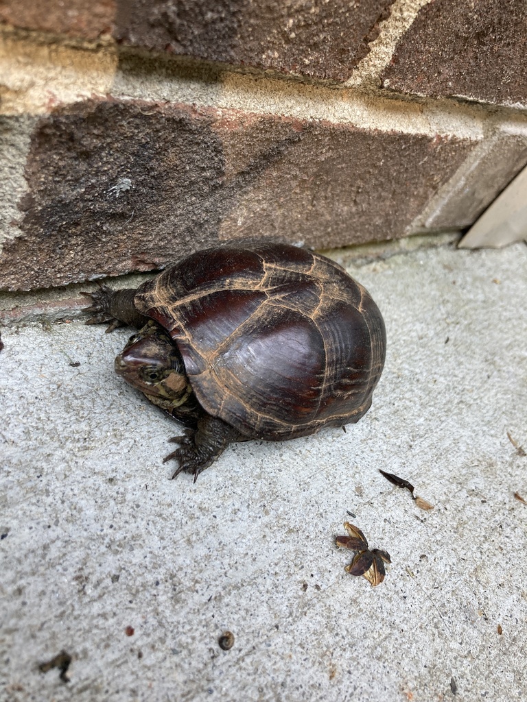 Eastern Mud Turtle from Hudson-James Rd, Summerfield, NC, US on May 21 ...
