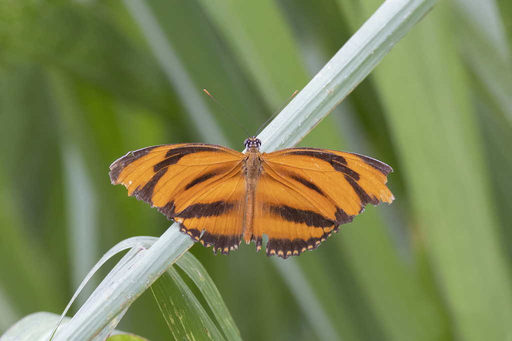 Banded Orange Heliconian from Parauapebas - PA, 68515-000, Brasil on ...