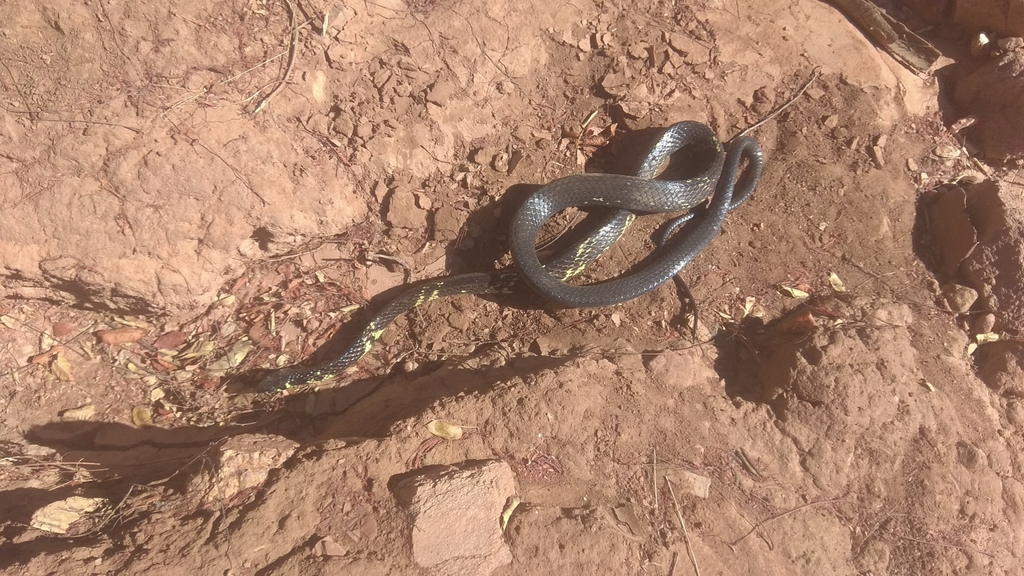 Chicken Snake from São Manoel do Norte, Correntina - BA, 47650-000 ...