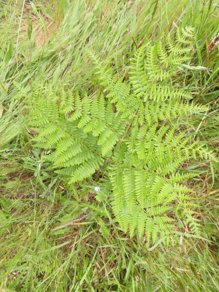 common bracken from Mendocino County, CA, USA on May 13, 2022 at 03:36 ...