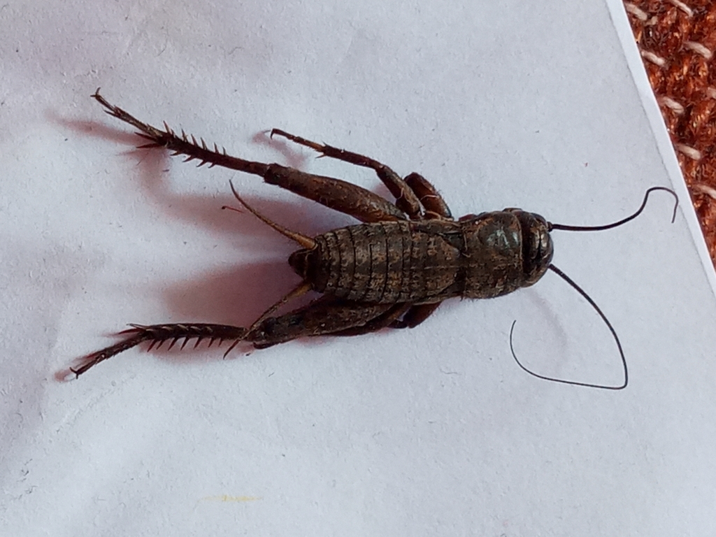 Field Crickets from G, Ayacucho 05001, Perú on May 21, 2022 at 09:48 AM ...