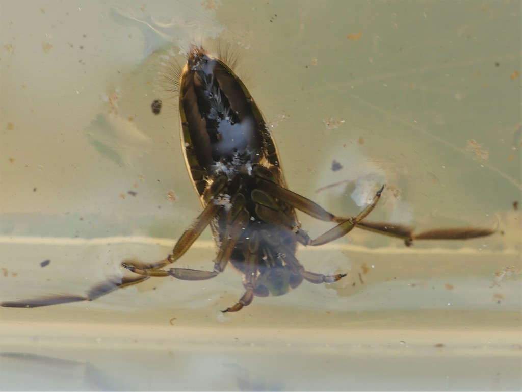 Greater Water Boatman in May 2022 by Romain Clément · iNaturalist