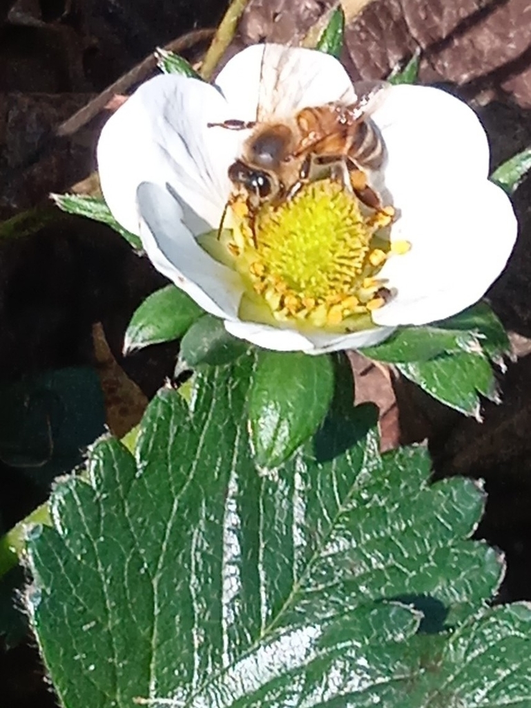 Western Honey Bee from Quito 170183, Ecuador on May 21, 2022 at 11:14 ...