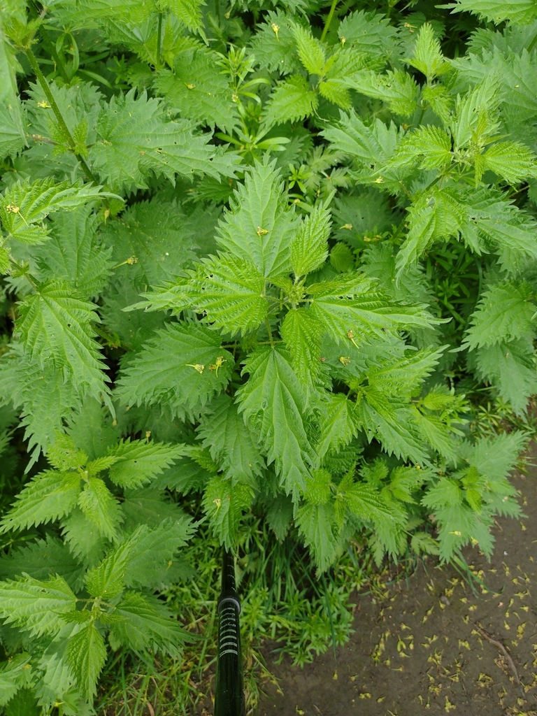 great stinging nettle from Norton Lees, Sheffield, UK on May 19, 2022 ...