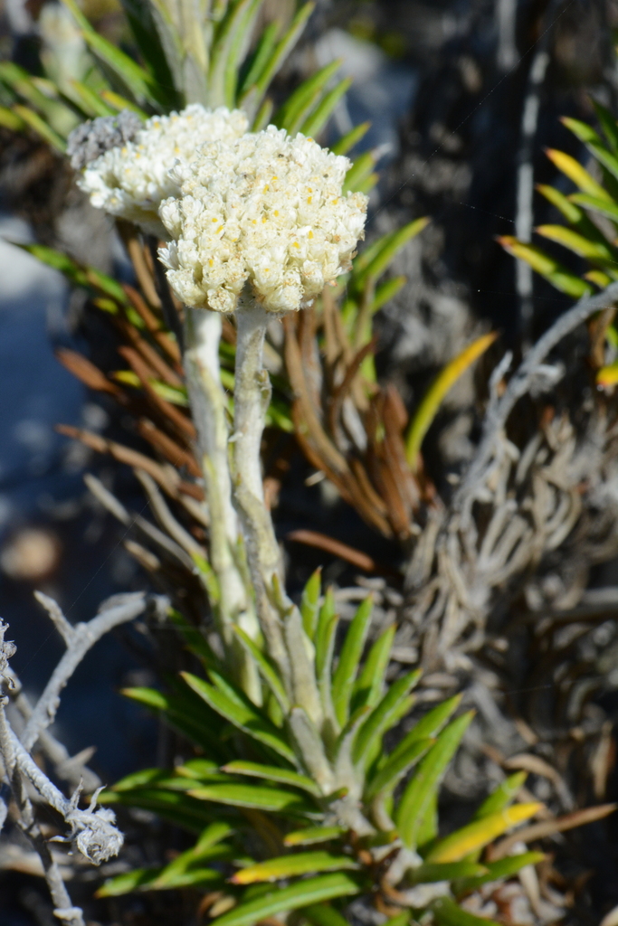 white everlasting from Kleinmond, South Africa on May 21, 2022 at 12:08 ...