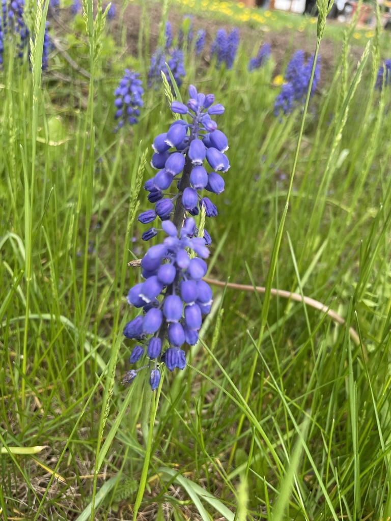 common grape hyacinth from Wentworth Dr, Riverview, NB, CA on May 21 ...