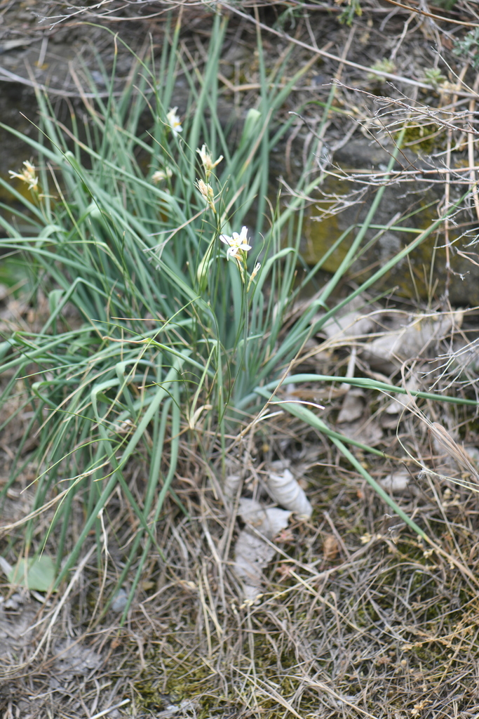 St Bernard's Lily from Praha 5, Prague, Czechia on May 21, 2022 at 11: ...