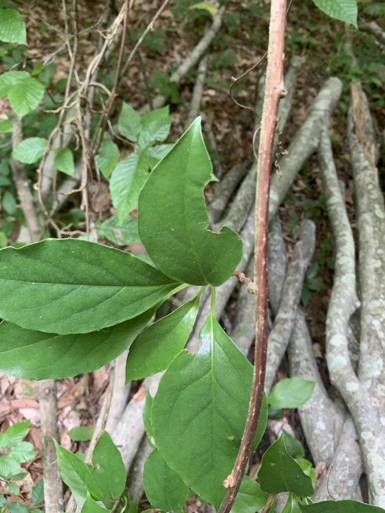 Bay Starvine in May 2022 by jbranham · iNaturalist
