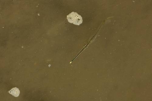 Genus Zenarchopterus · iNaturalist