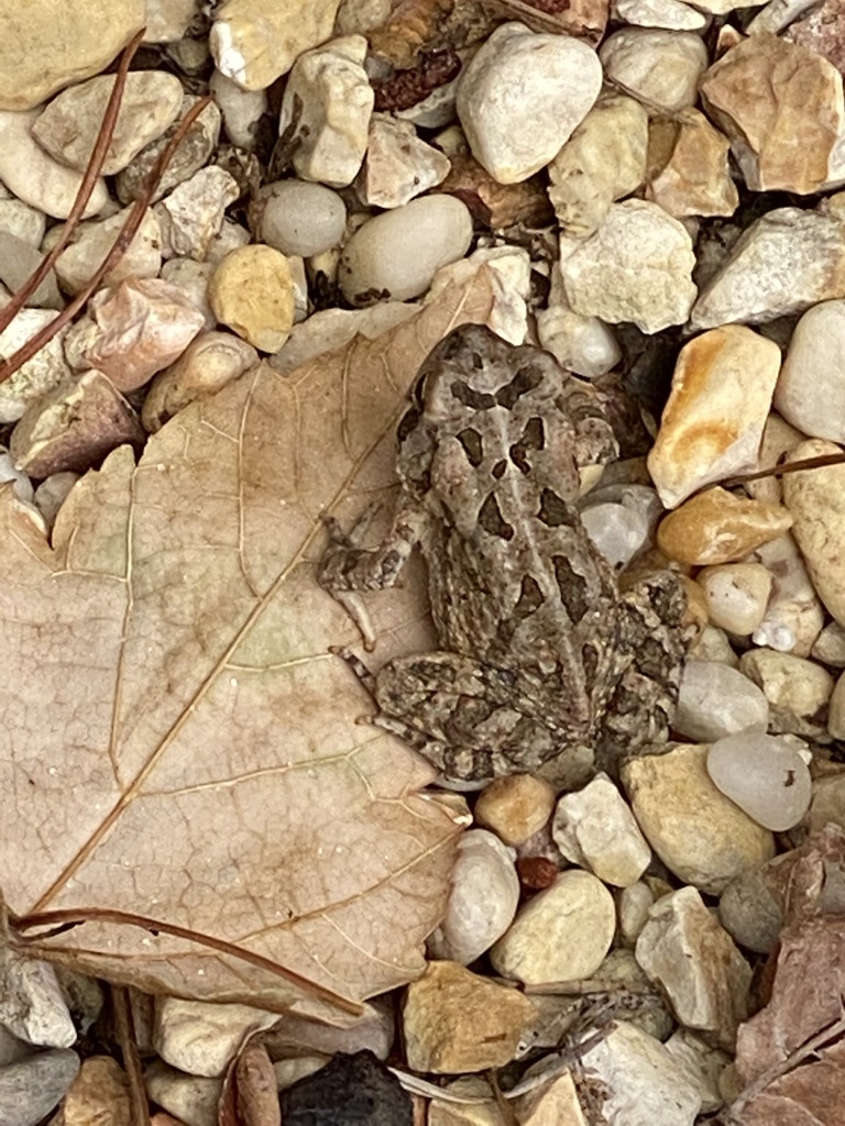 Fowler's Toad from Gum Springs Rd, Falkville, AL, US on May 21, 2022 at ...