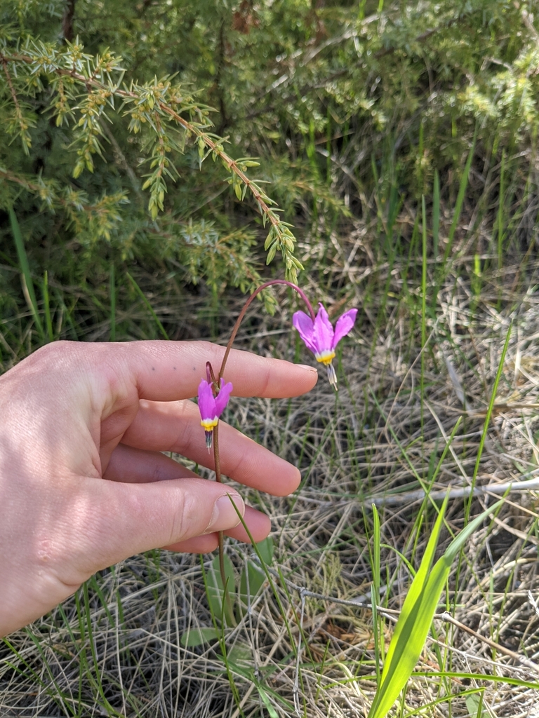 Shooting Stars from Invermere, BC, Canada on May 20, 2022 at 01:38 PM ...