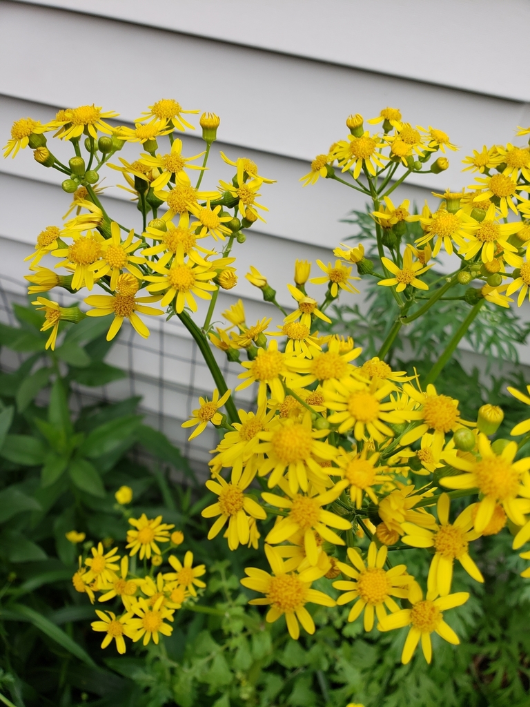 Butterweed from Romeoville, IL, USA on May 21, 2022 at 04:10 PM by ...
