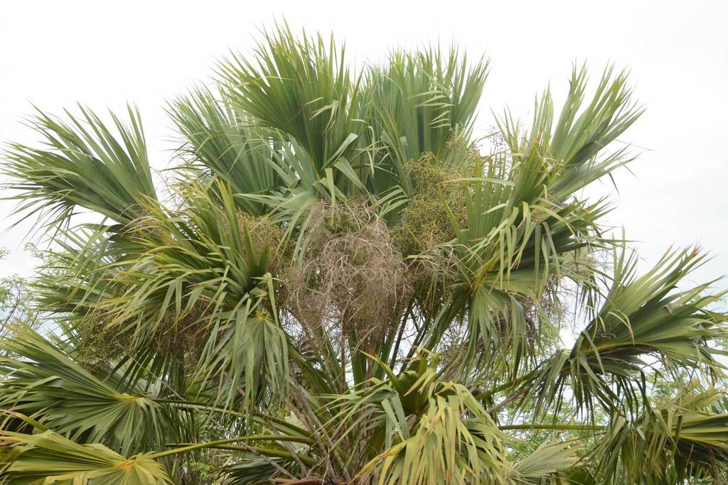 (Sabal mauritiiformis) - Botanical Realm