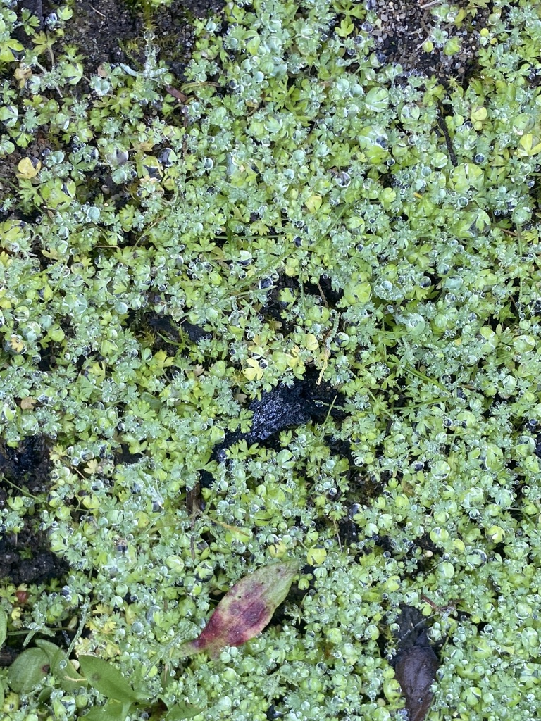 Field Parsley Piert from California State University, Monterey Bay ...