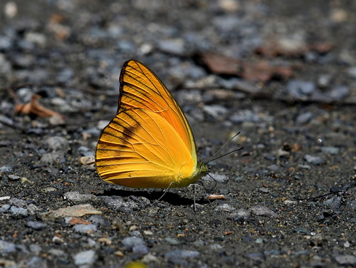 Subespecies Appias nero domitia · iNaturalist Mexico