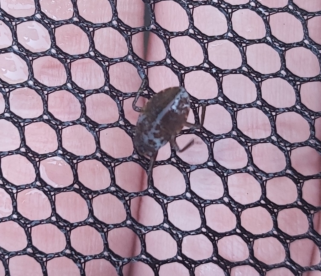 Japanese Giant Water Bug from 920-1304, Japan on May 22, 2022 at 09:48 ...