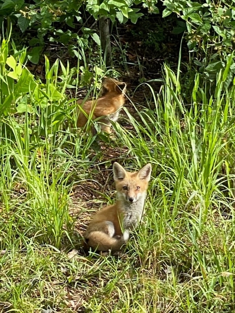 Red Fox from Green Bay, VA 23942, USA on June 4, 2021 at 01:12 PM by ...