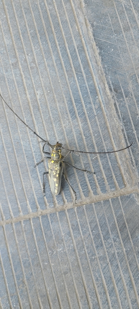White-striped Longhorn Beetle from Tianjin, Tianjin, CN on May 22, 2022 ...