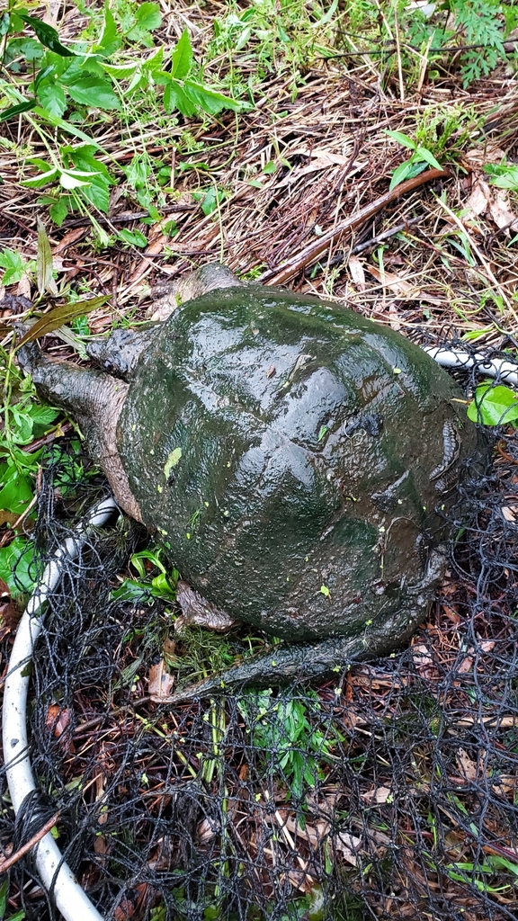 Common Snapping Turtle from Duck Creek Township, MO, USA on May 21 ...