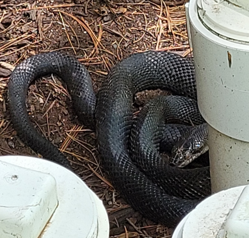 Gray Ratsnake from Shaver's Creek Environmental Center on May 21, 2022 ...