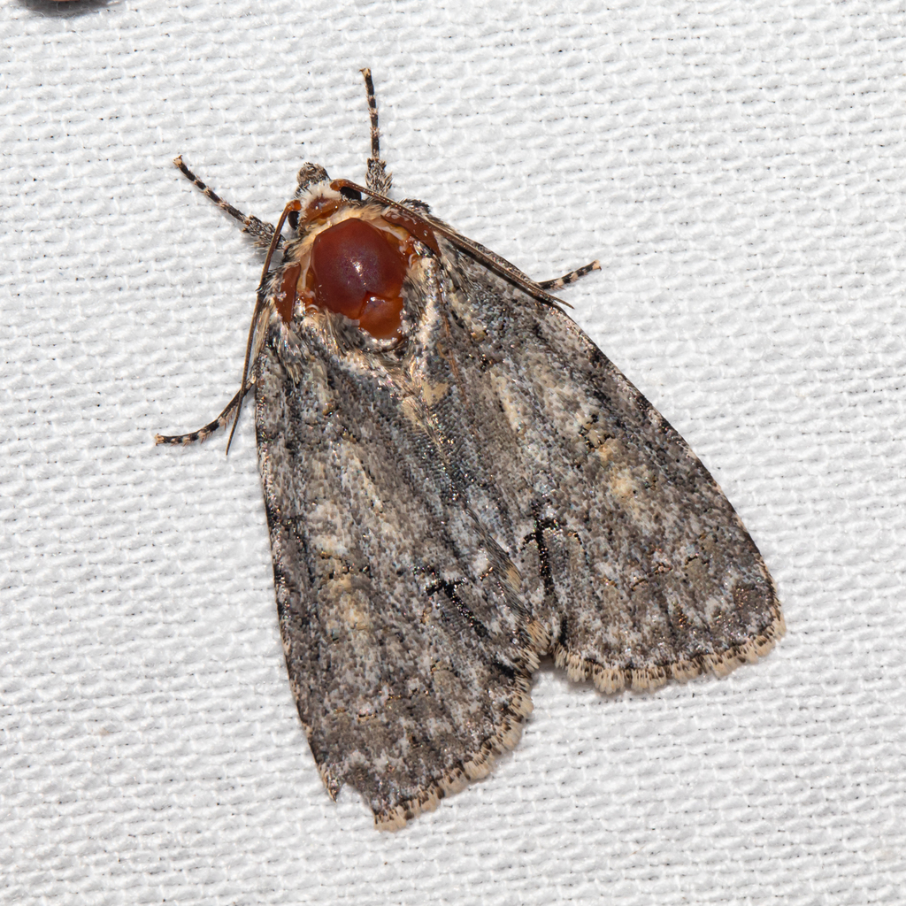 Medium Oak Dagger from Patuxent Research Refuge, Anne Arundel, Maryland ...
