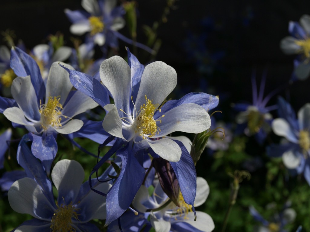 blue columbine from Hinsdale County, CO, USA on July 4, 2010 at 04:02 ...