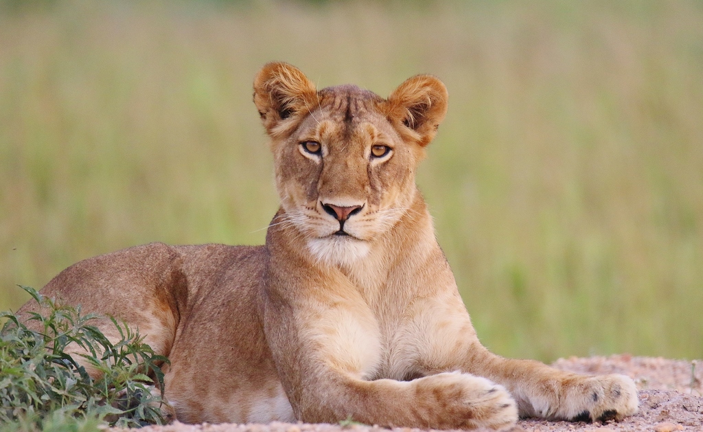 Northern Lion in December 2020 by Project Seawolf · iNaturalist