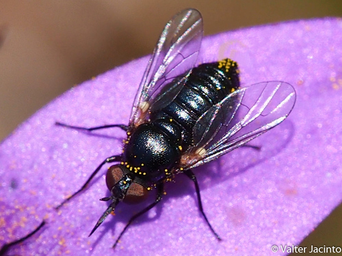 Usia pusilla · iNaturalist